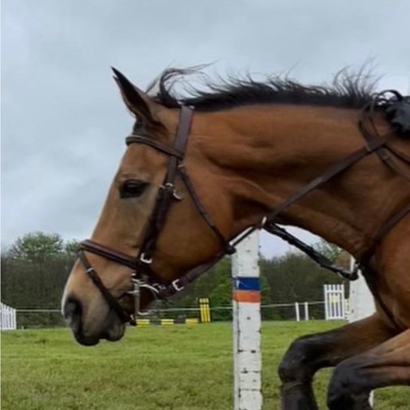 HK Americana | Other | Hk Americana Cob Event Bridle Wreins Cob | Poshmark